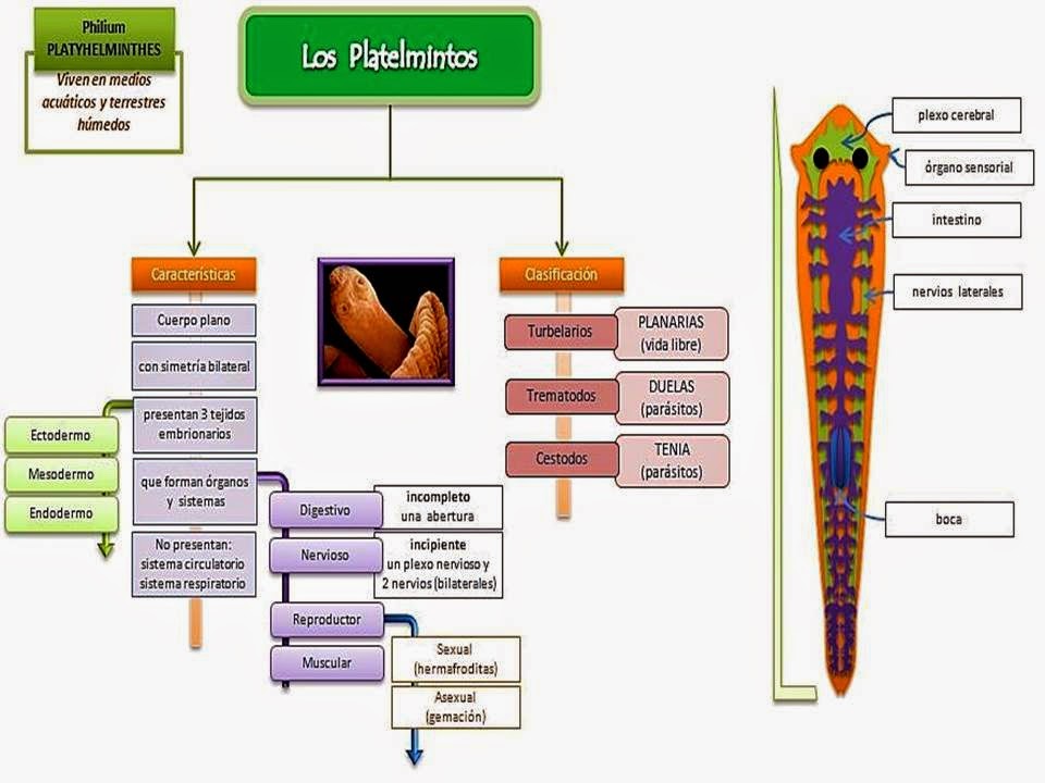 Biología didáctica: NSC 1° - Phylum Platelmintos, Nemátodos y Anélidos