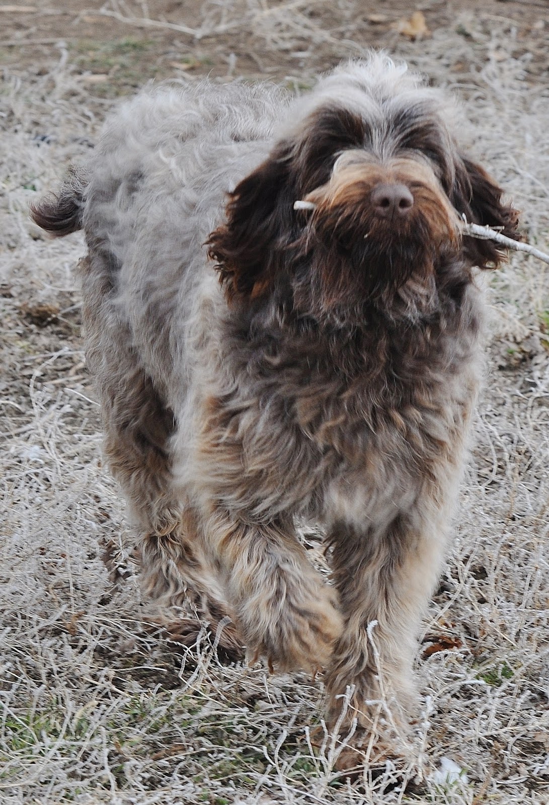 Idaho Outback Wirehaired Pointing Griffon Puppies!: Hope my pretty ...