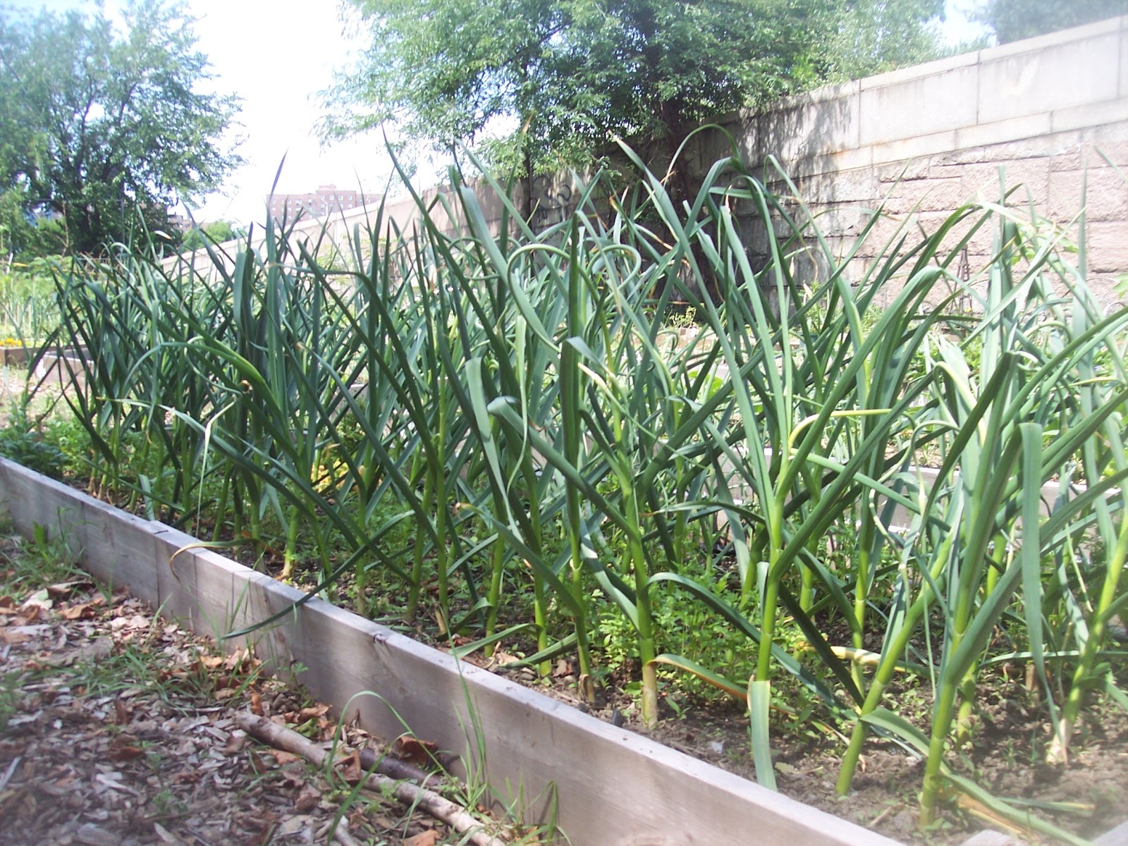 La Finca del Sur - South Bronx Farmers: GARLIC GROWS AT LA FINCA DEL SUR!!!