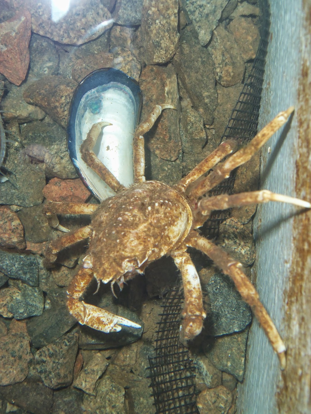 Huntsman Marine Science Centre: Arthropod diversity