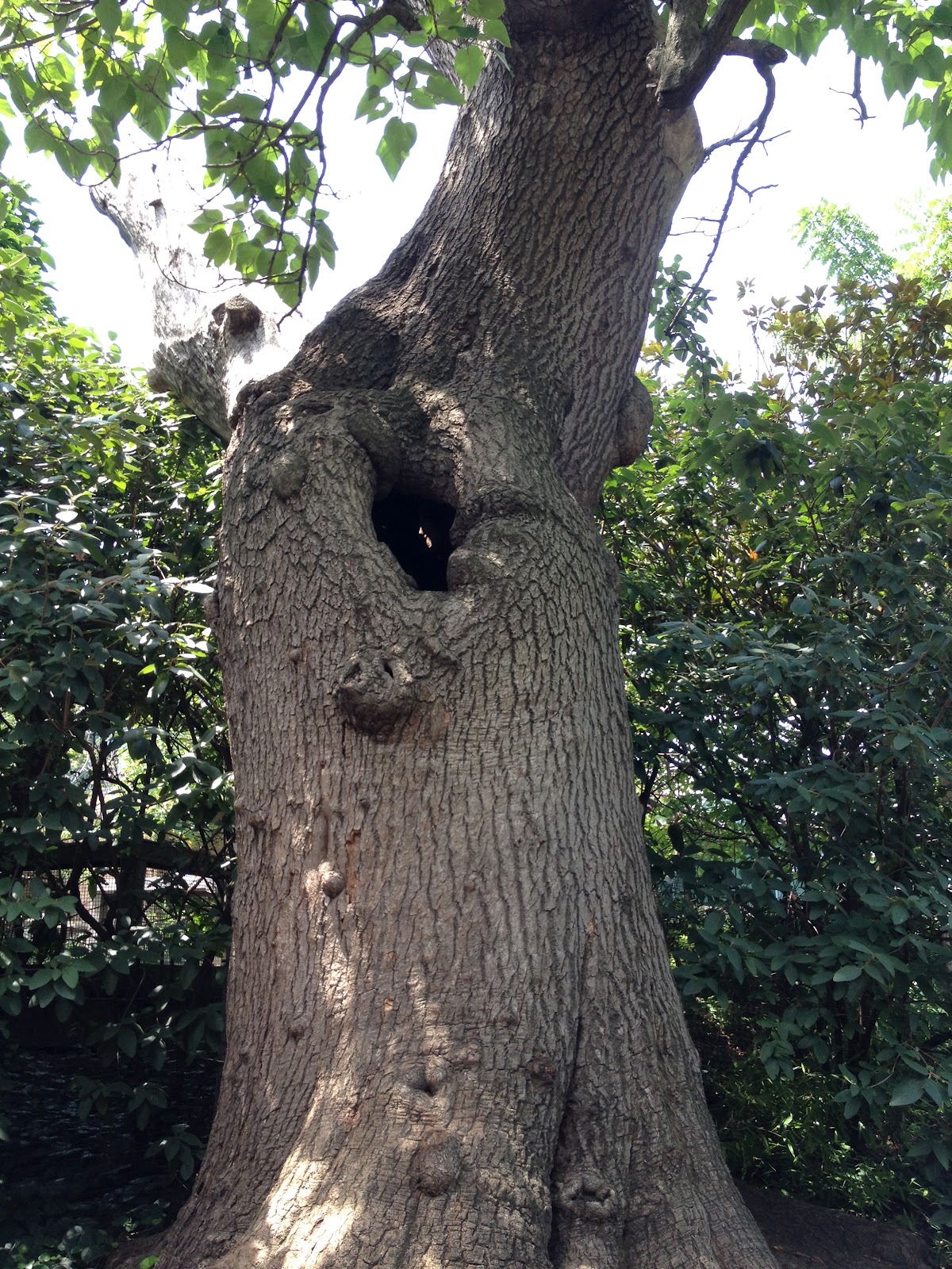 PHILLY TREES: THE SASQUATCH TREE