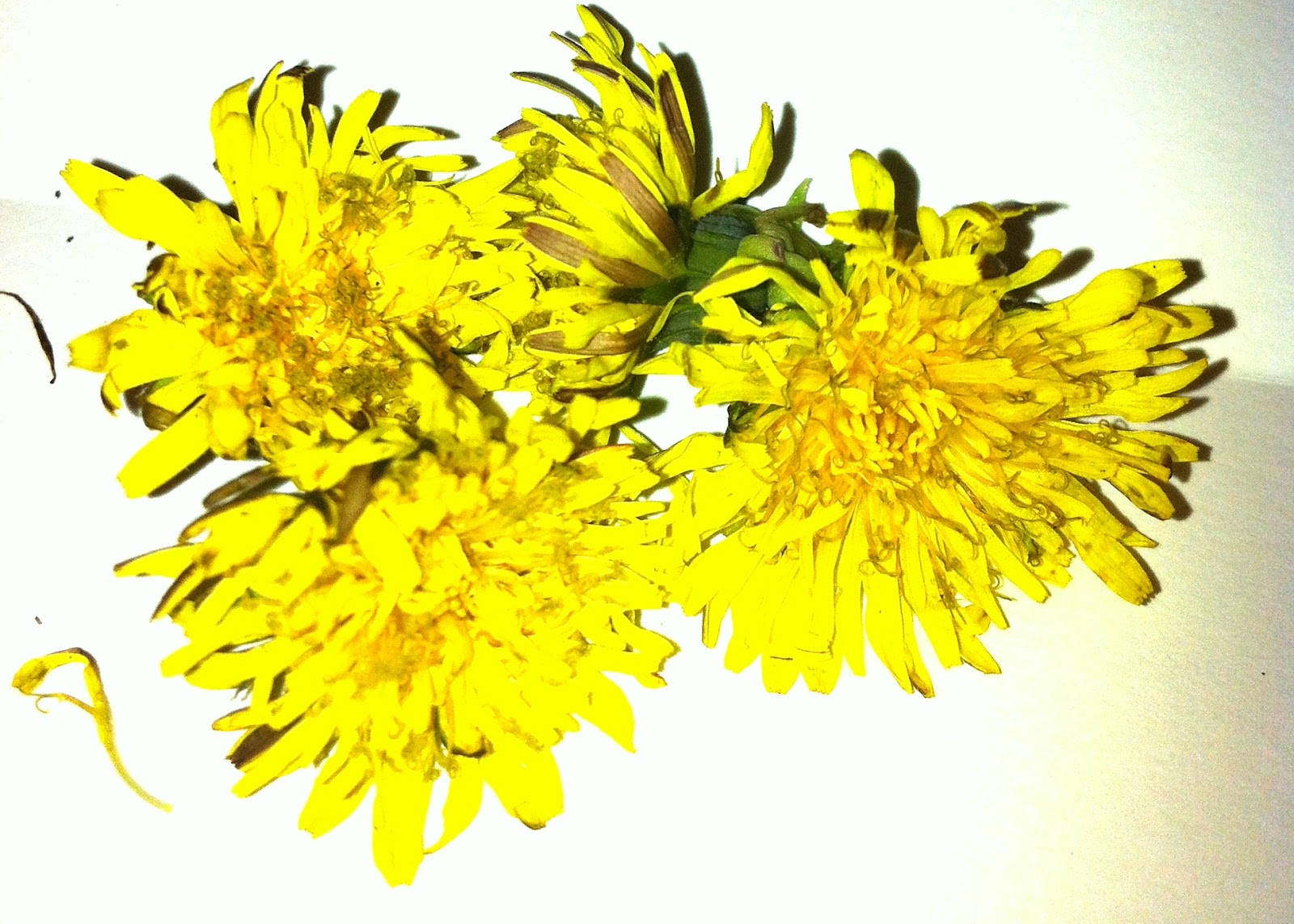 Petra's Projects: Spring Flower Photo Shoot by LittleMiss!