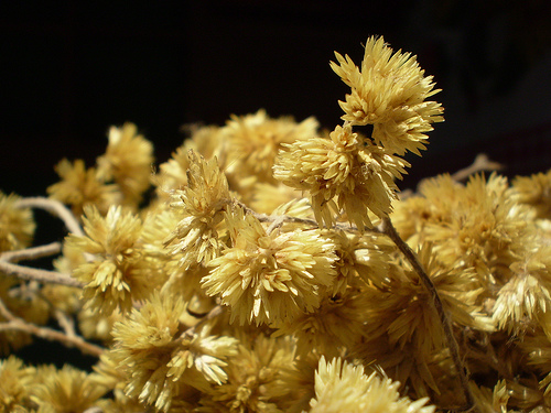 Chá de marcela – Quais os benefícios dessa planta? ~ O Poder das Frutas ...