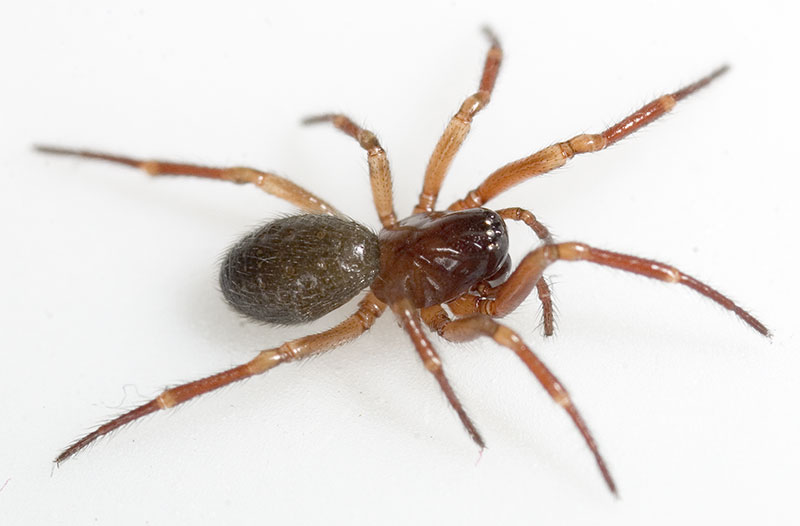 Variety of Life: Robertus