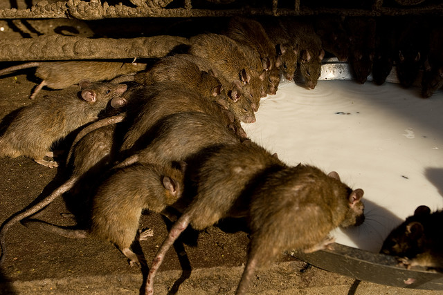 The Holy Rats of Karni Mata | The Ark In Space