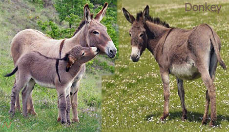 Domestic Animals Name Meaning & Image | Necessary Vocabulary ...