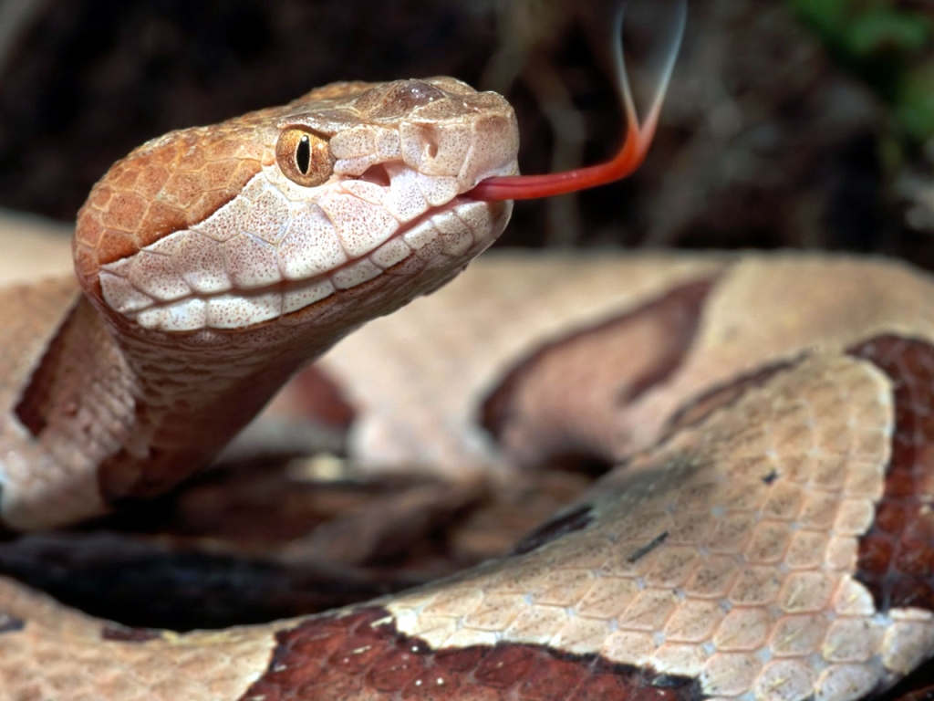 Zuma World: Zuma Fact: #145: Poisonous snake!