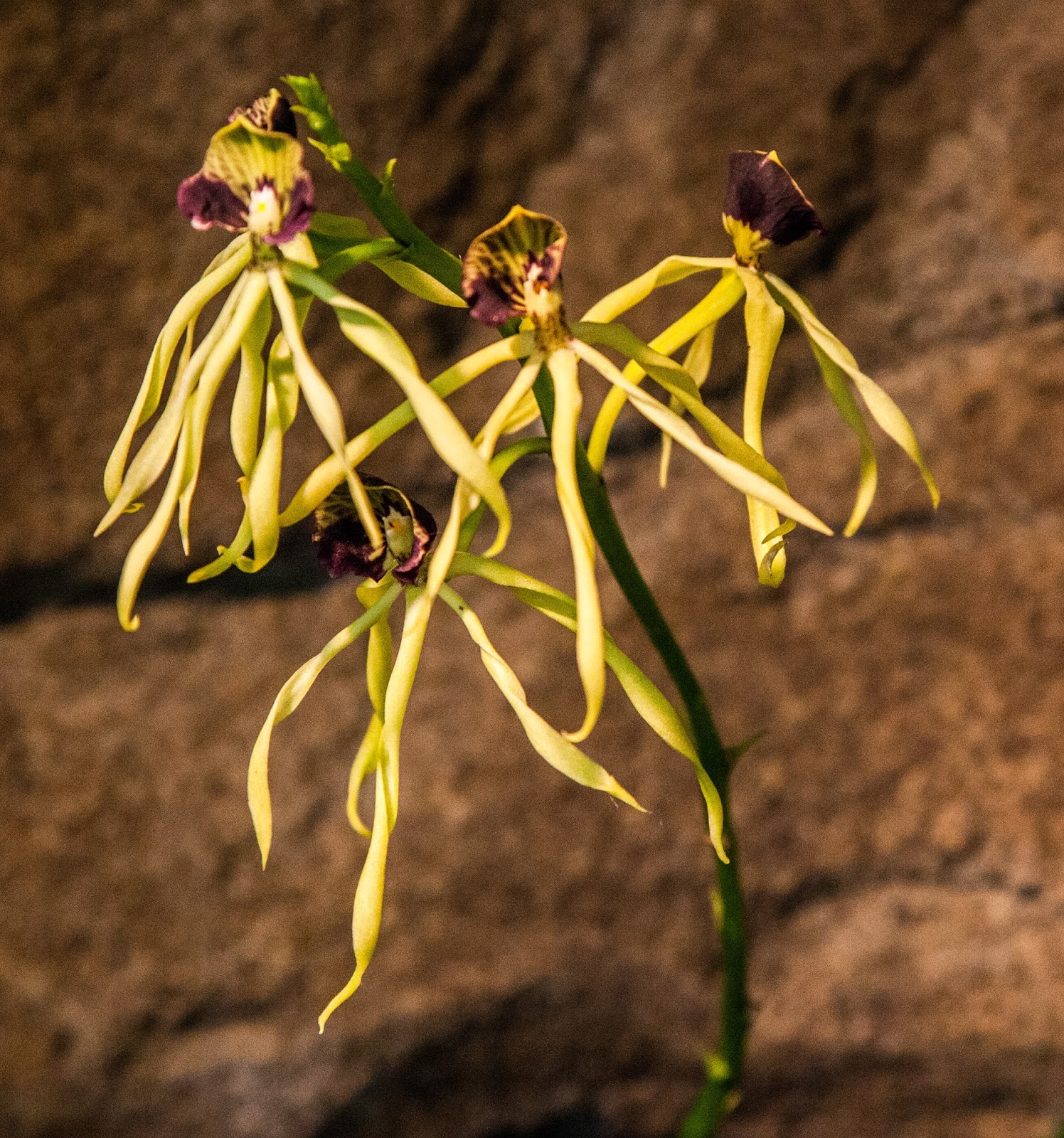 Walking Arizona: Dancing Orchids