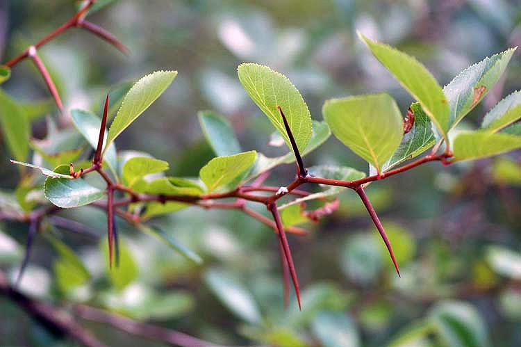 Field Biology in Southeastern Ohio: January 2014
