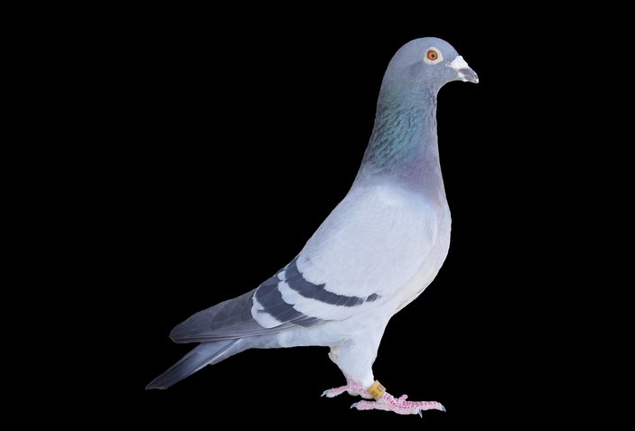 6 Jenis Merpati Hias Yang Paling diminati di Indonesia - Kagarut.com ...