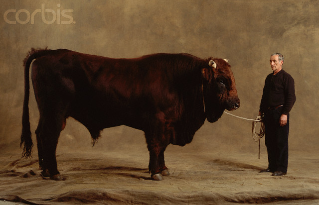 The Breeding-back Blog: Alternative breeds for breeding-back? Part I ...