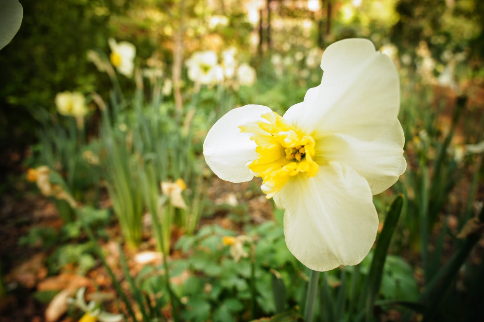 100 flowers free downloadable pictures