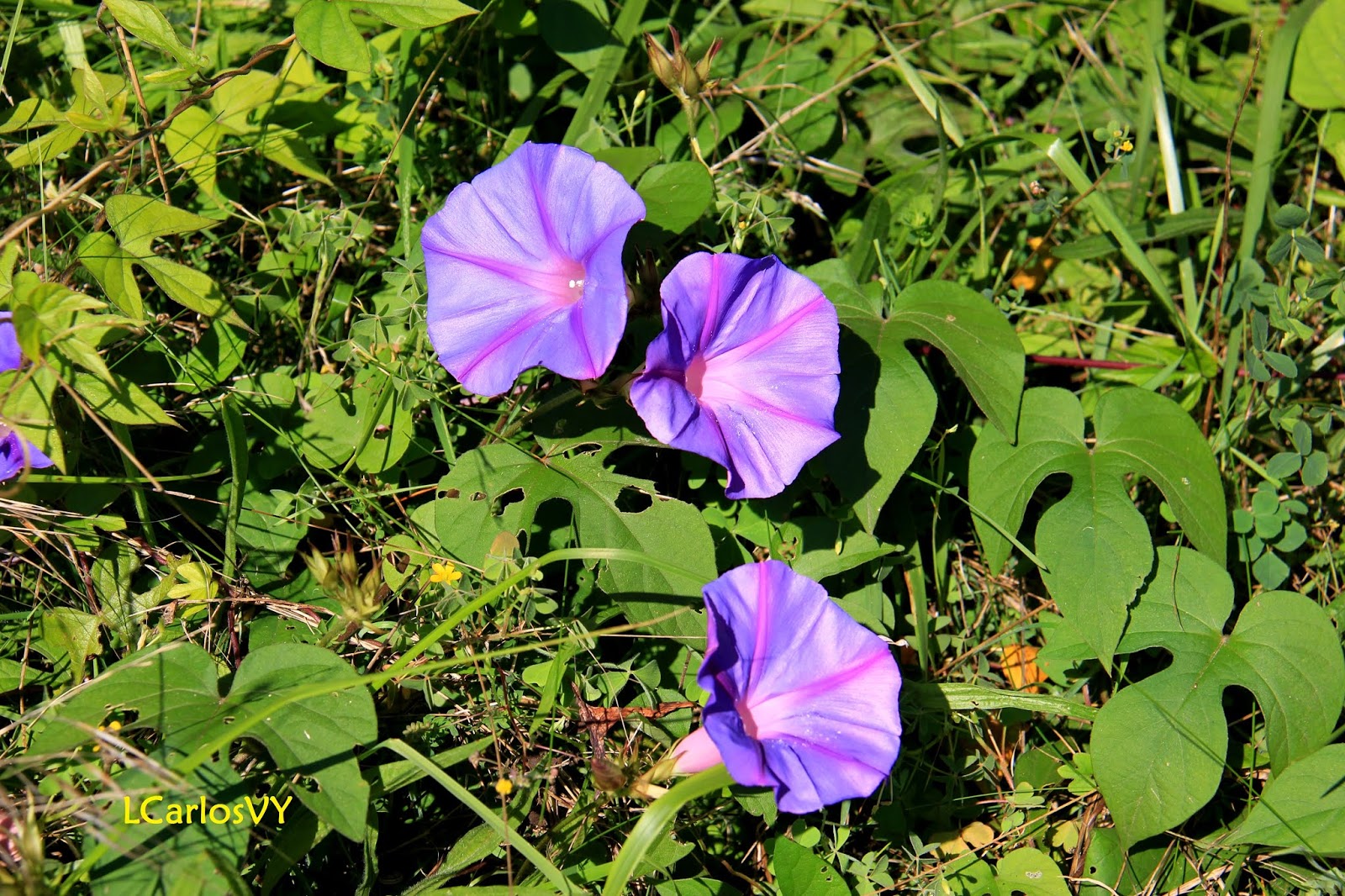 Plantas silvestres de Asturias: Campanilla morada, Ipomea, Yedra morada ...