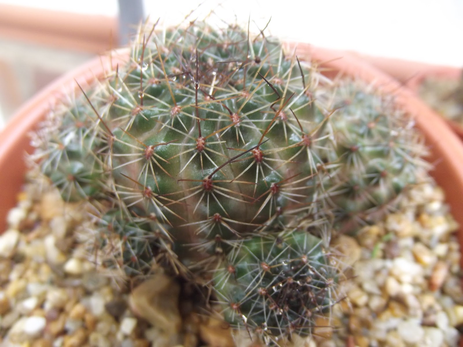 cactus y crasas: Nuevos cactus