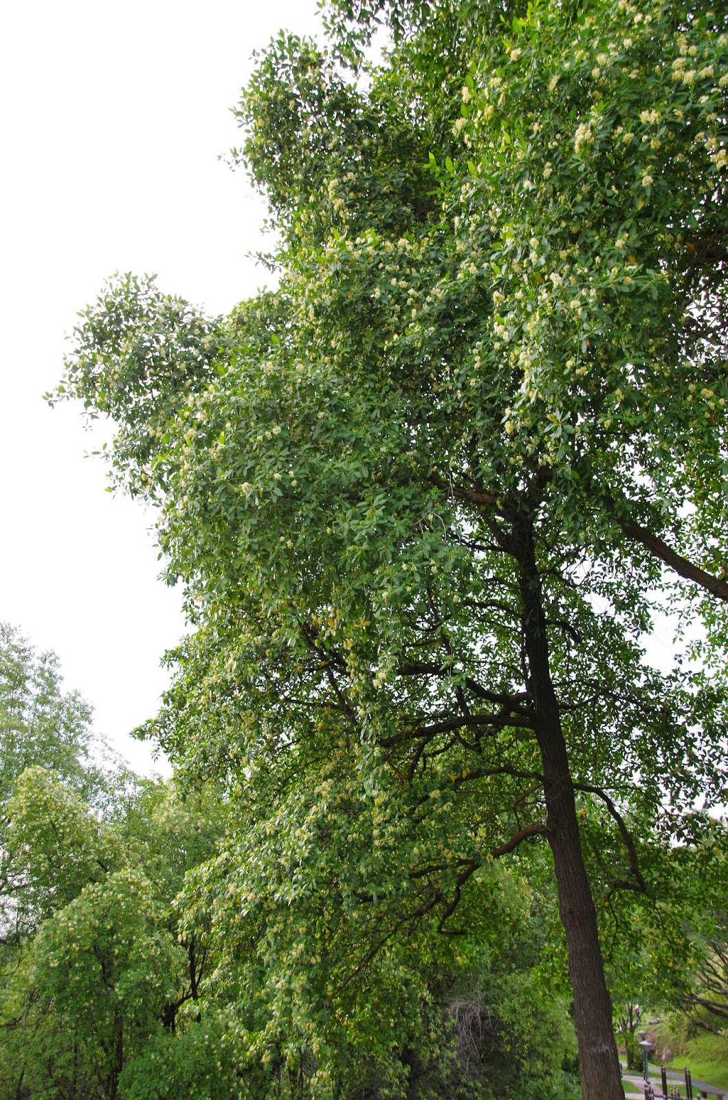 Trees and Plants: Tembusu