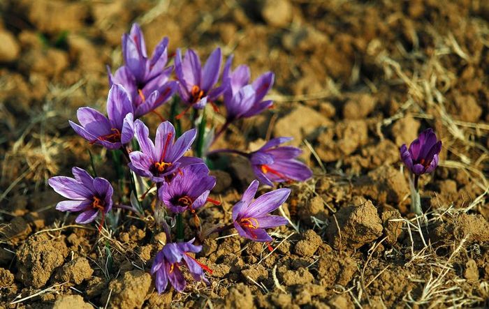 "SAFFRON", BUNGA PALING MAHAL DI DUNIA (10 Gambar) - Pen Canggih