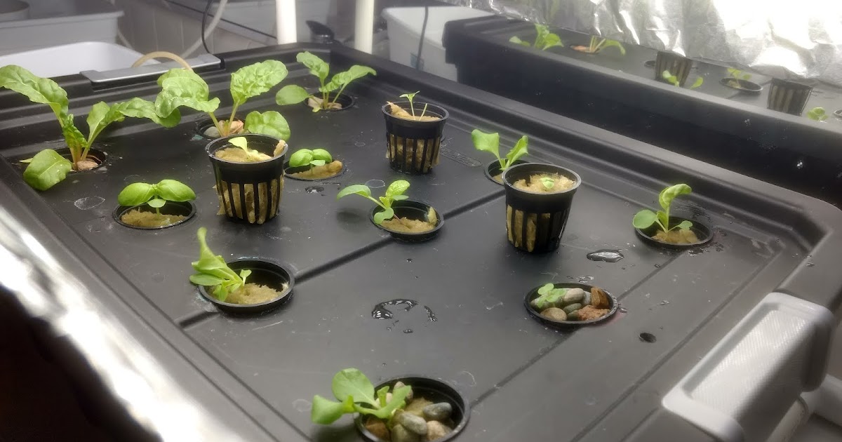 DWC Growth Log -- Week of 5/26 | Greens and Machines