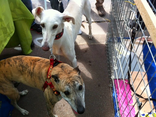 Welkom op het blog van Galgo Aid Europe: Posse Leest