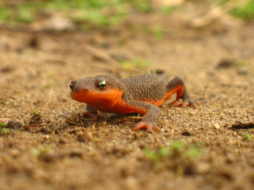Keith Lee: Great defense of Red-bellied newt towards frog