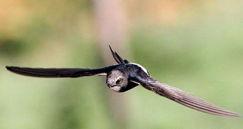 Little swift photos | Birds of India | Bird World