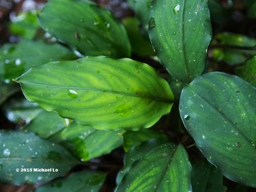 The rainforests of Borneo & Southeast Asia: Bucephalandra bogneri from ...
