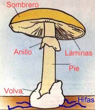 ¿Cocinas o Trabajas?