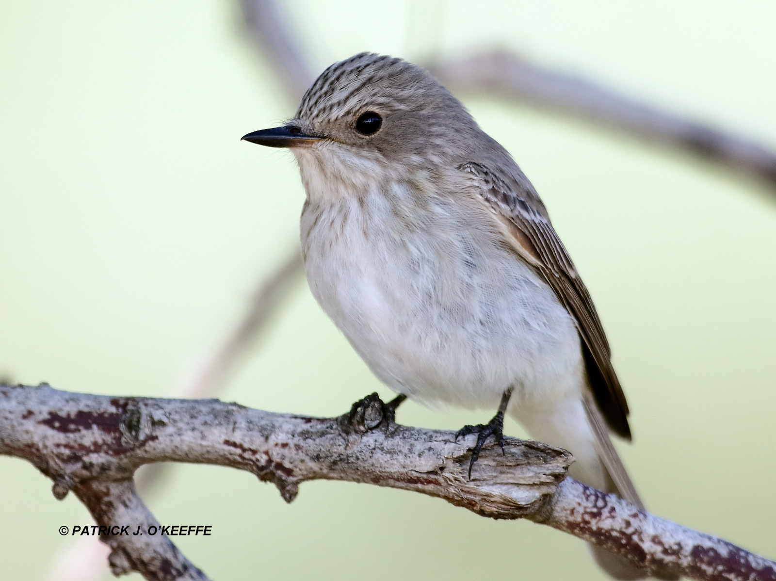 Raw Birds: SPOTTED FLYCATCHER (Muscicapa striata) Boquer Valley ...