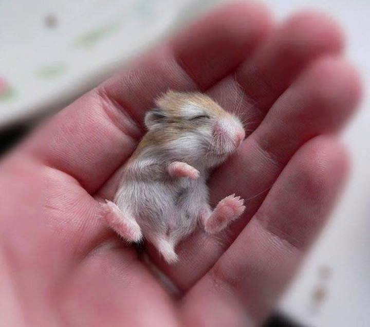 Qué lindos son cuando son cachorritos | Mandelrot