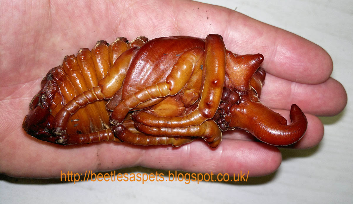 Beetles as pets: Megasoma elephas elephas breeding report (care sheet)