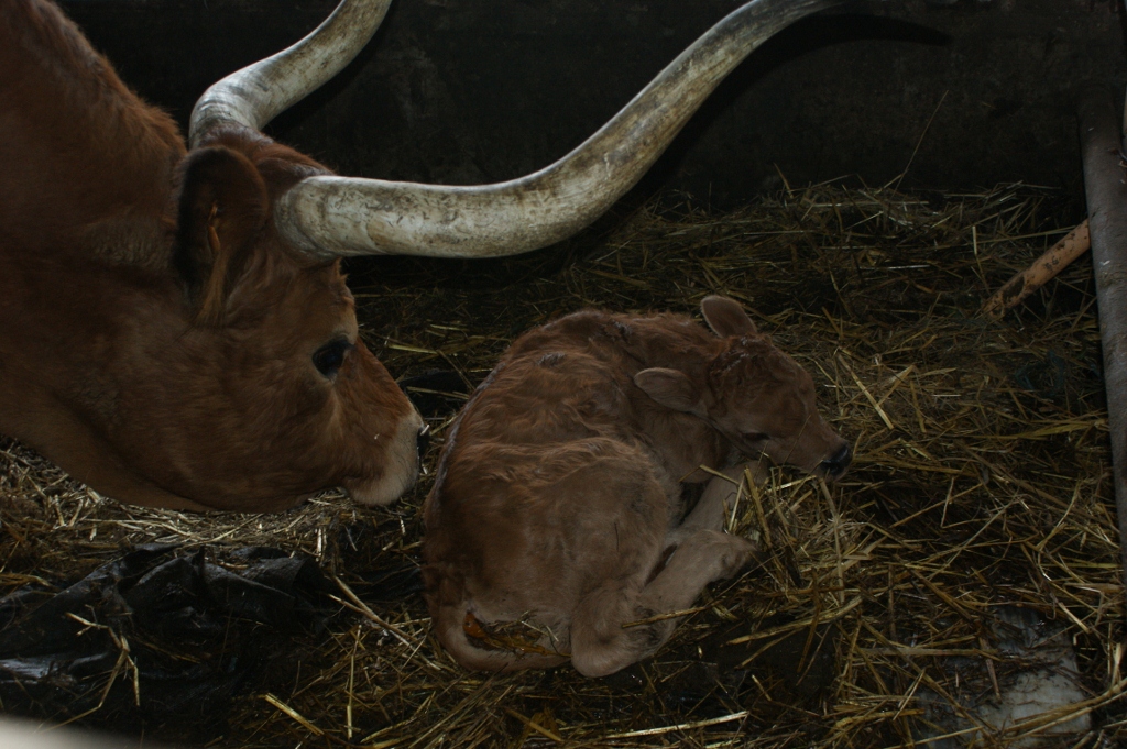 Nasceu um vitelo!!! | Plantas aromáticas, medicinais e condimentares