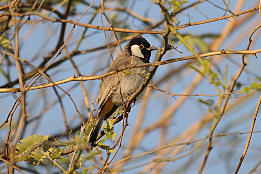 Birds of Saudi Arabia: A few common birds - Dhahran Hills