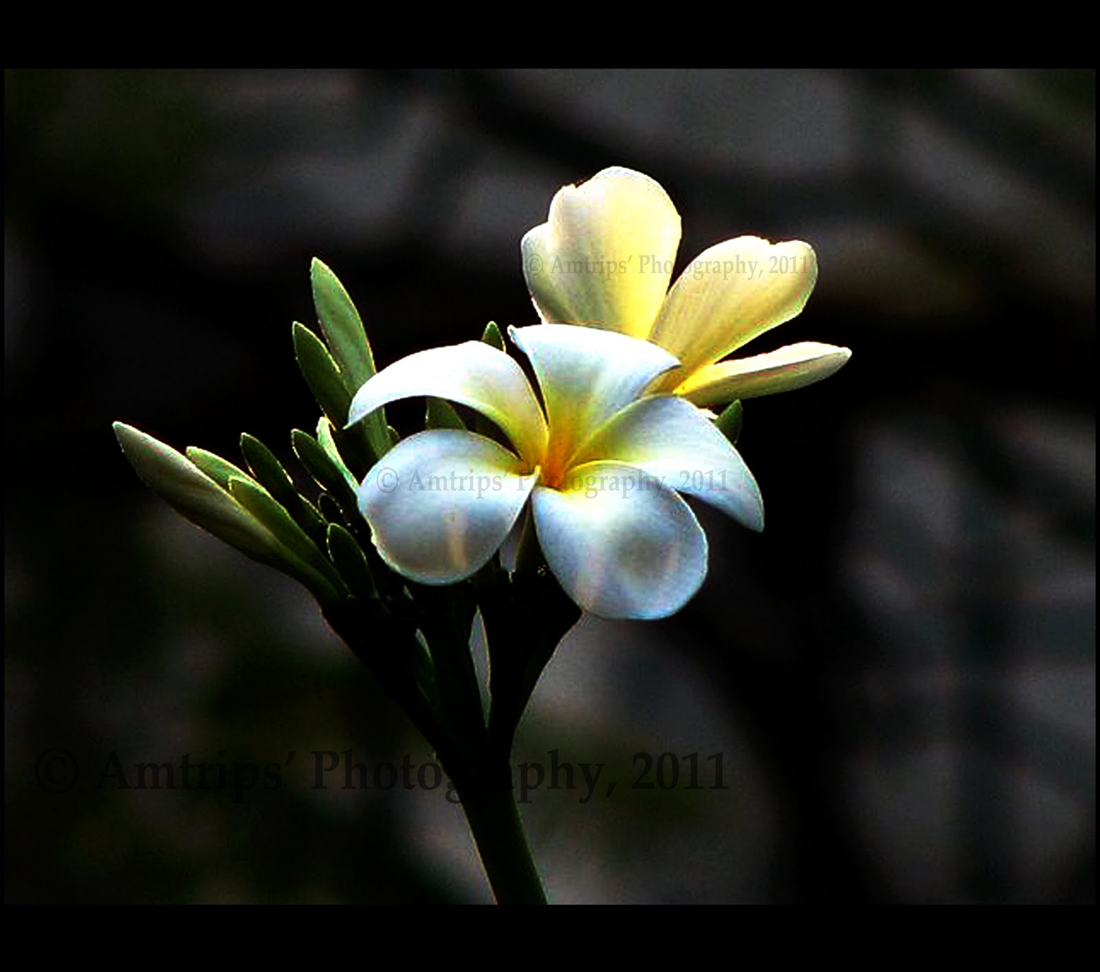 Fotographia..: The Champa Flower