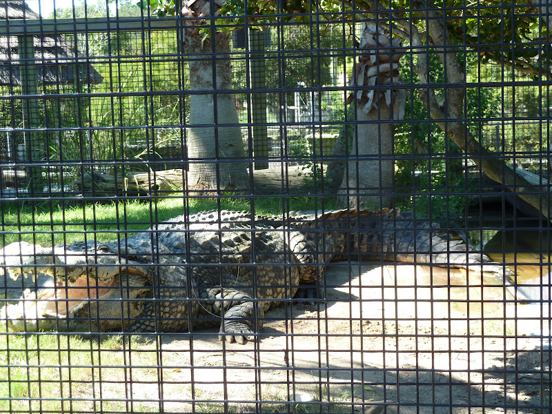 The Wellspring of Life: Alligator Adventure