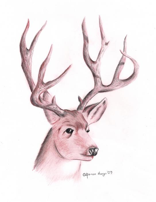 El Caballero Español: Breve historia de Rodolfo, venado familiar