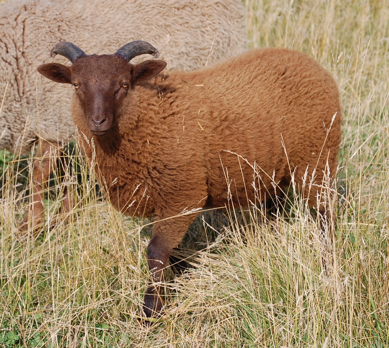 Crosswinds Farm: Ram lambs...okay, one ram lamb. More to follow.