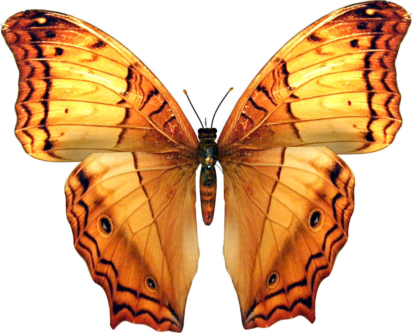 Beautiful Butterfly Images. | Oh My Fiesta! in english