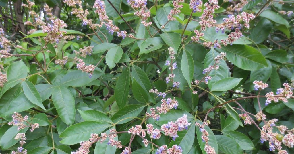 කහ මිල්ල [Kaha Milla] (Vitex altissima) ~ අපේ ඔසුපැළ Medicinal Plants ...