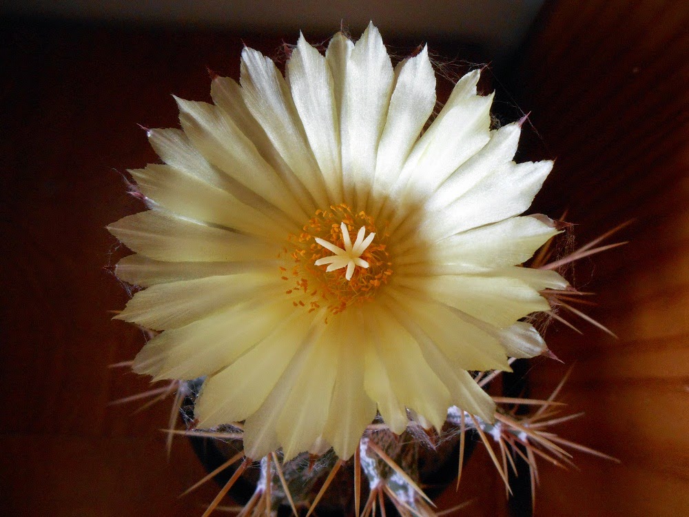 Plantas para hombres: Astrophytum ornatum, cactus estrella