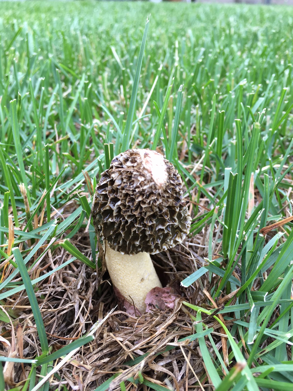 CO-Horts: The Shameless Mushroom