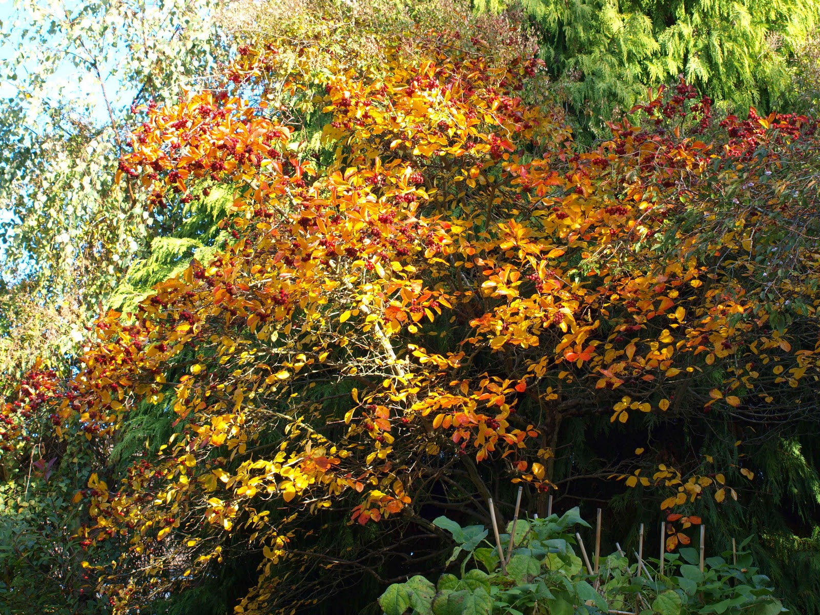 Mark's Veg Plot: The Fish Tree's moment of glory