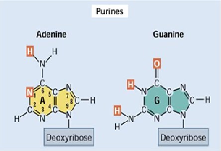 DNA Interactive:The DNA Structure: Polynucleotide Chains