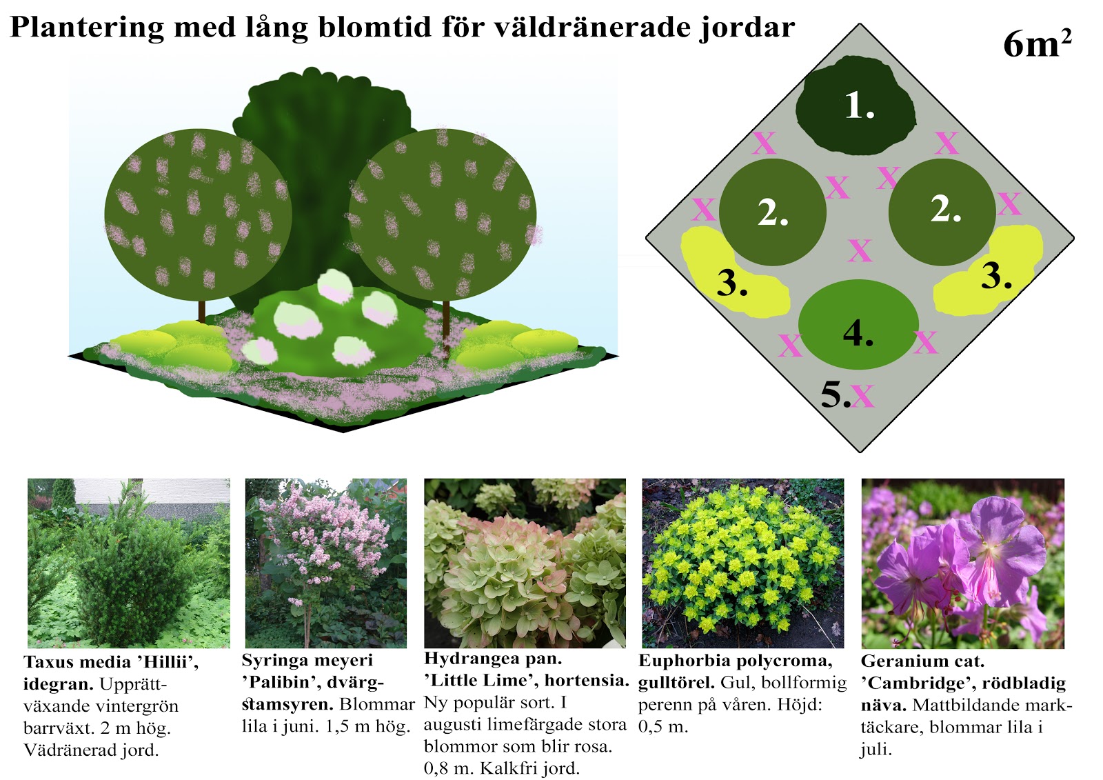 Sol och grönt: Färdiga växtgrupper