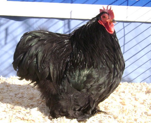 Birds Lobby: Black Cochin Bantam