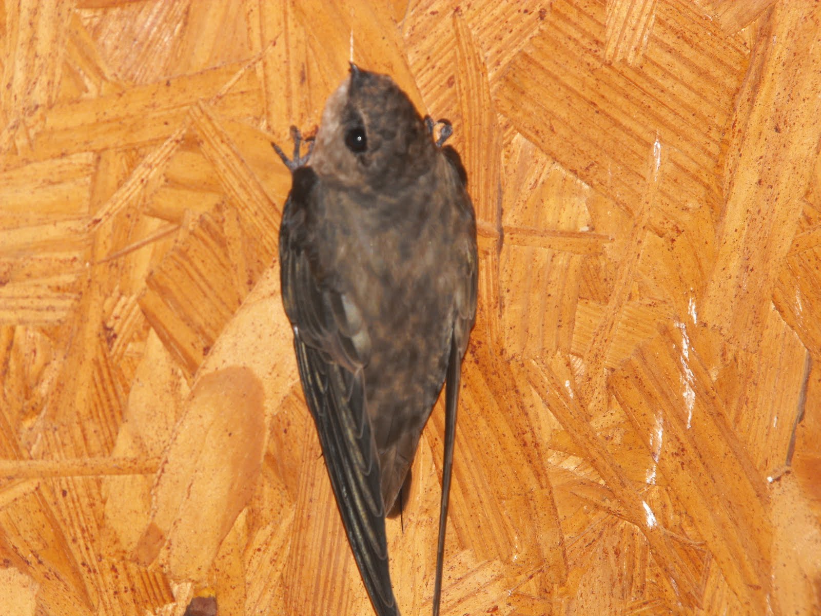 West Tennessee Animal: Chimney Swift