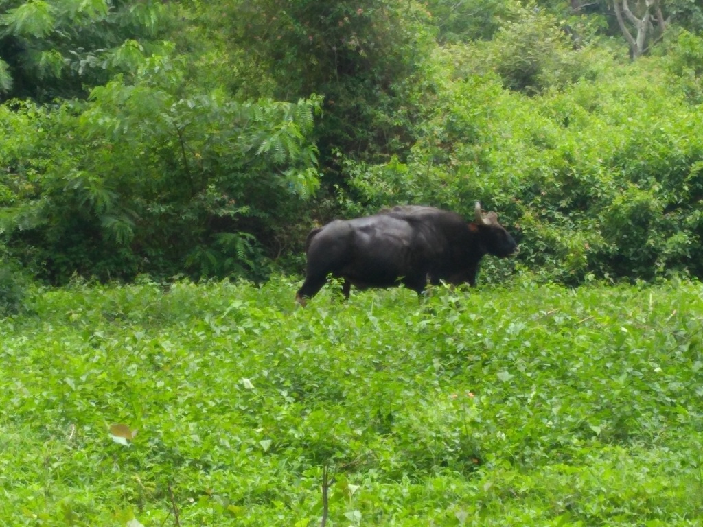 Tamilnadu Tourism: Bison Valley View Point, Ooty, Nilgiris