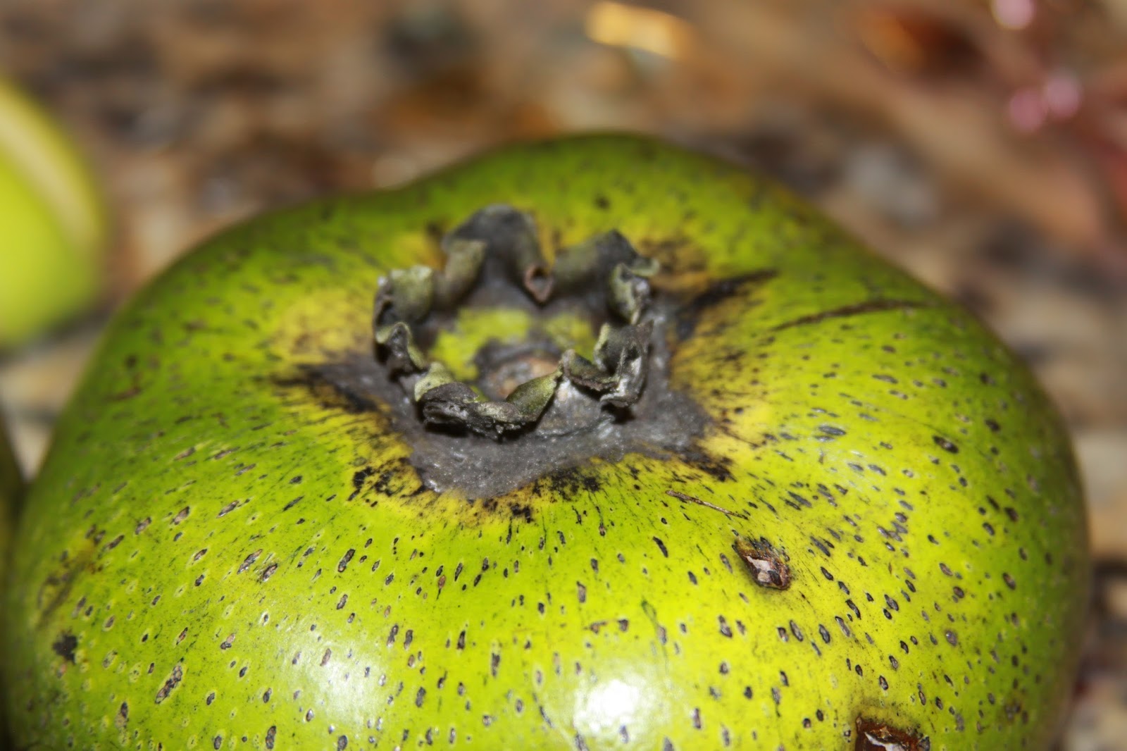 The Homemade Housewife: Chocolate Pudding Fruit
