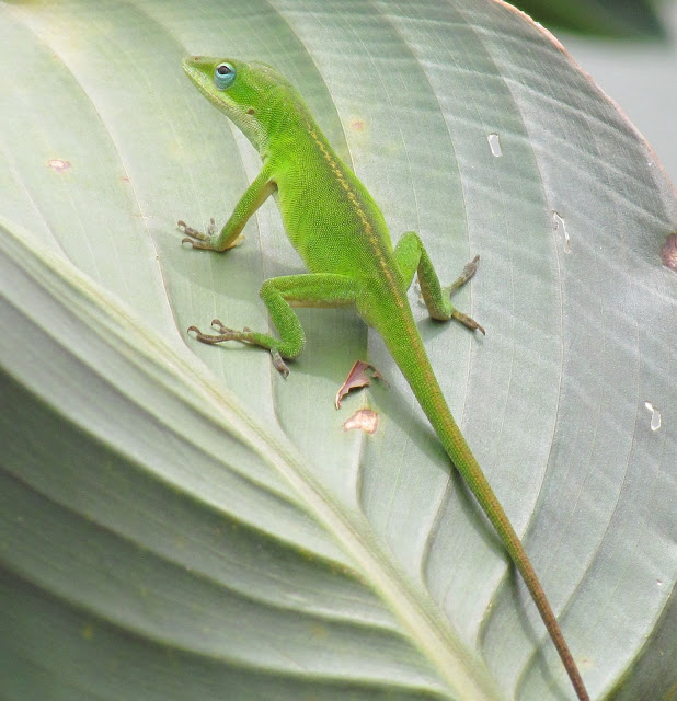 Tim's Backyard: Carolina Anole