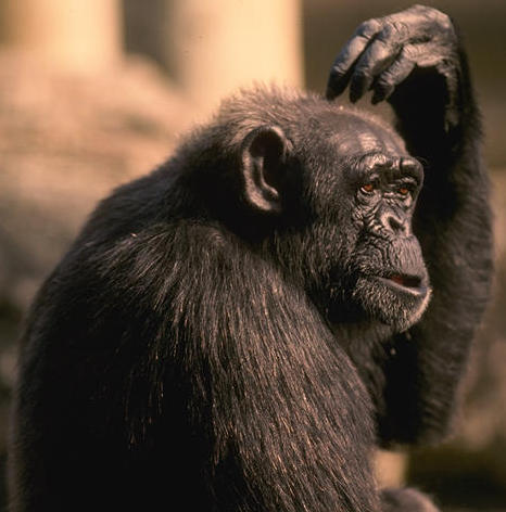 NaturaLeza #: El chimpancé