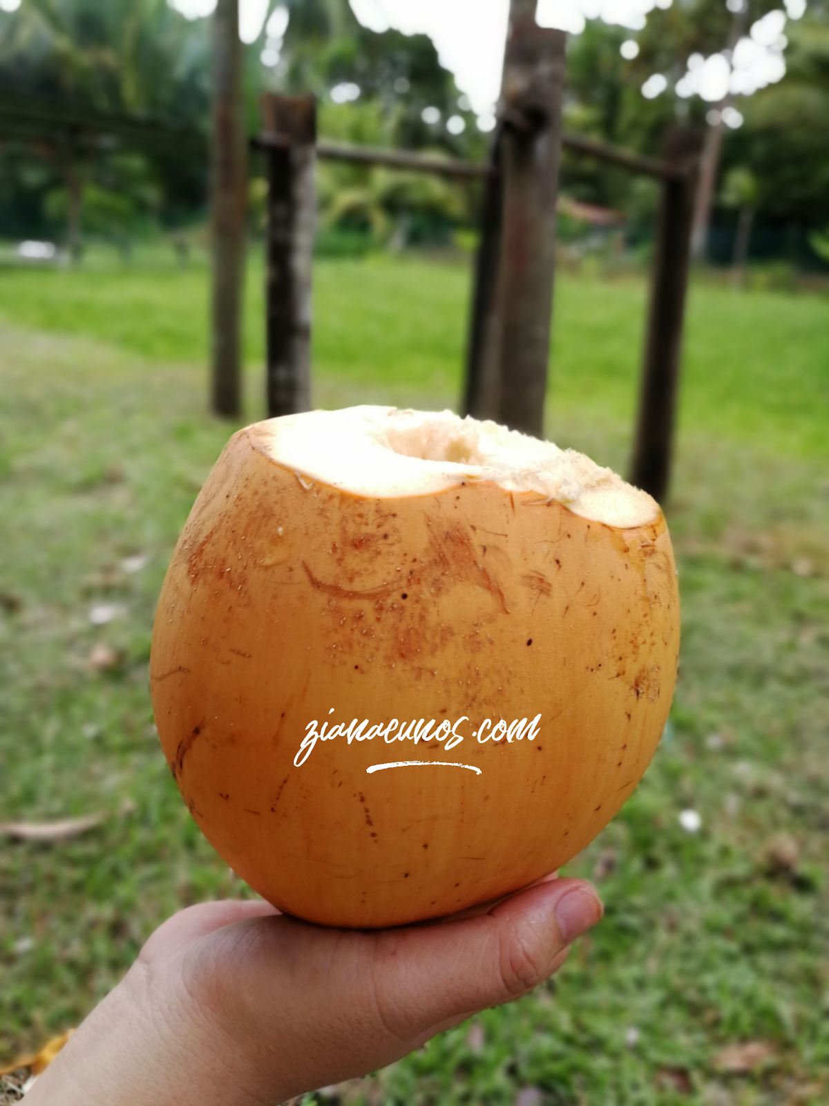 Santai Petang Minum Air Kelapa Fresh