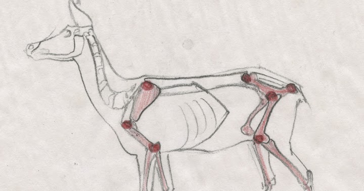 Sandy Scott Art: #648 Modeling a Moose and waypoints . . . con't